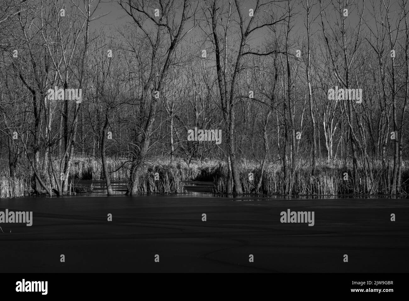 A grayscale of trees in a pond Stock Photo - Alamy