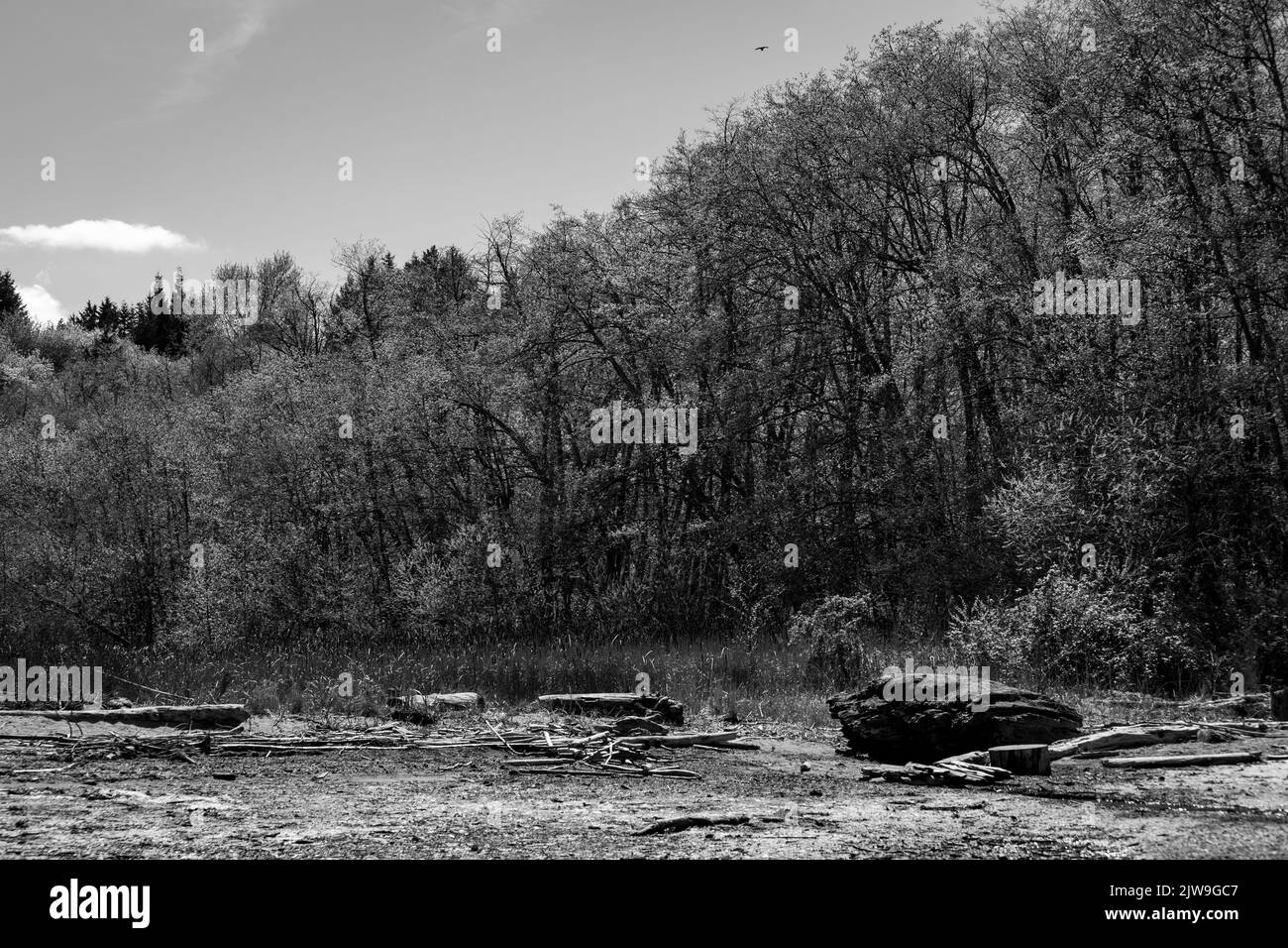 Plant dense Black and White Stock Photos & Images - Alamy