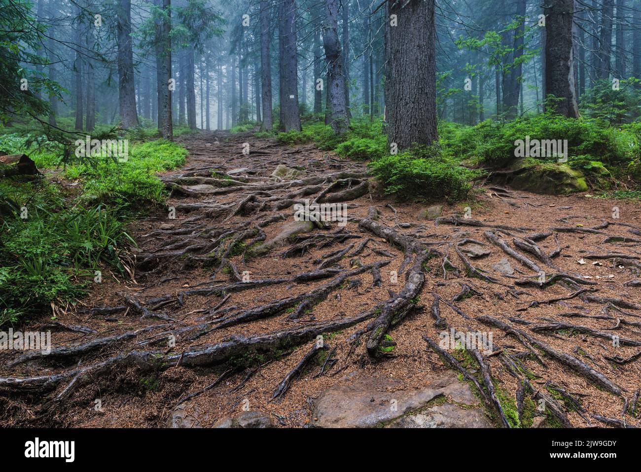 Enchanted foggy forest with spooky tree roots. Mystic deep forest Stock ...