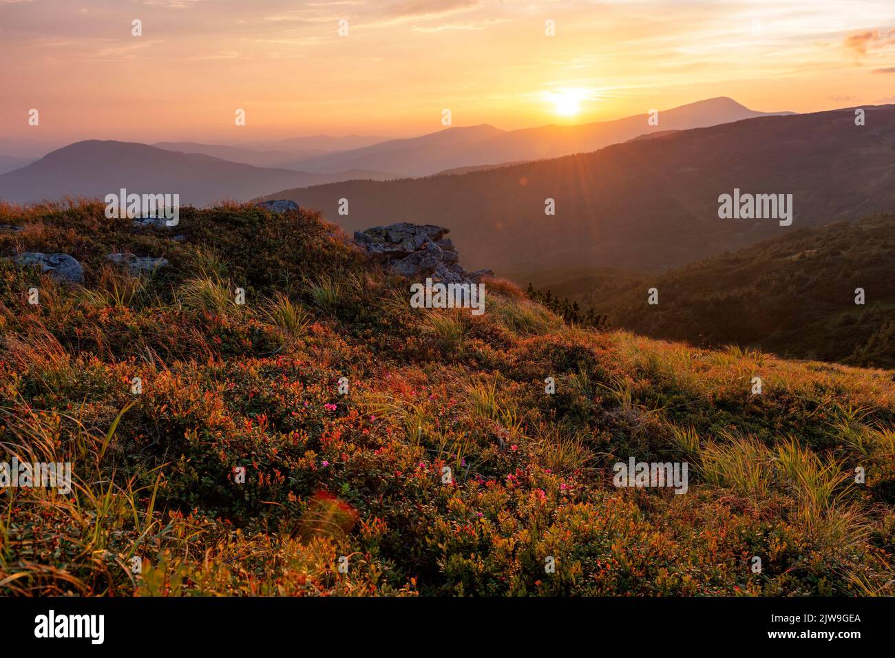 Beautiful pink rhododendron flowers on the sunset high in the mountains ...