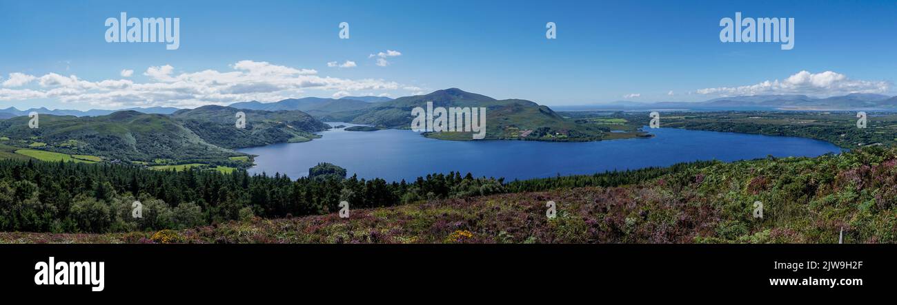 A panroama landscape of colorful summer heath with a view of Caragh ...