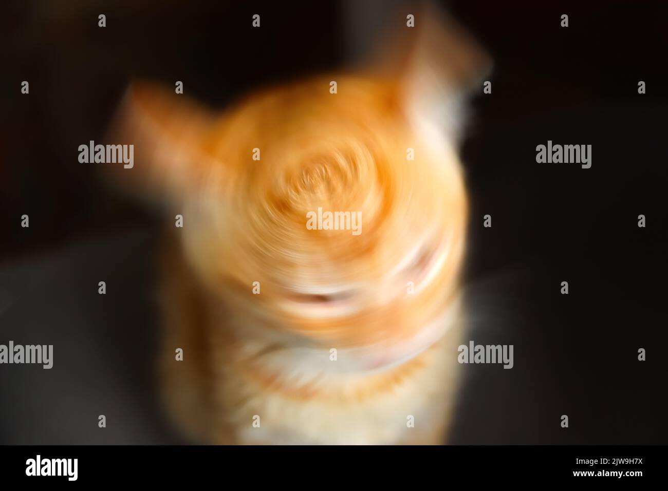 Defocus blurry red cat head. Emotions, stress, madness concept. Crazy ...