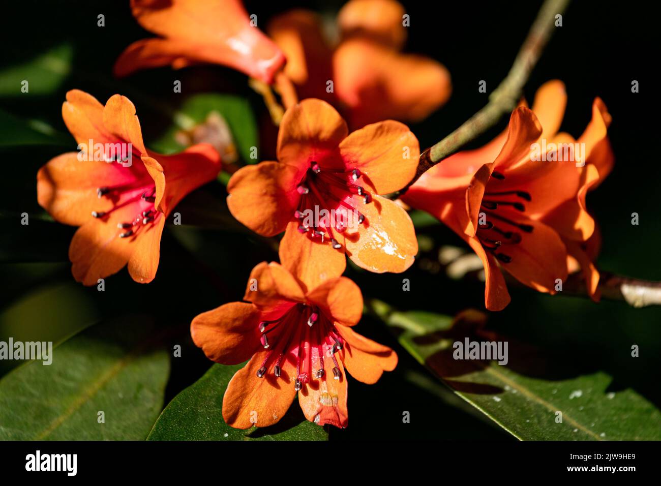 Vireyas hi-res stock photography and images - Alamy