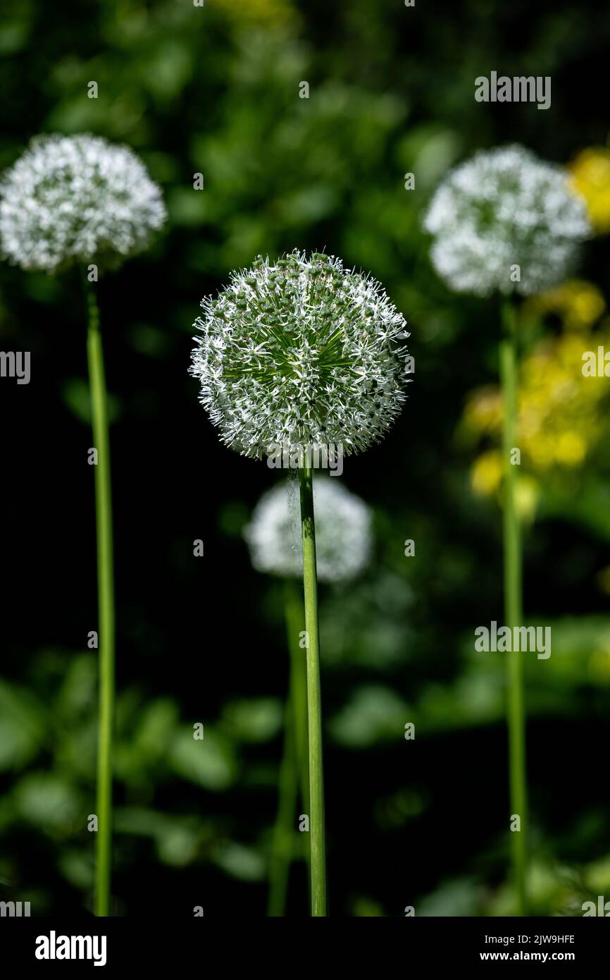 Allium stipitatum persian shallot flower hi-res stock photography and ...