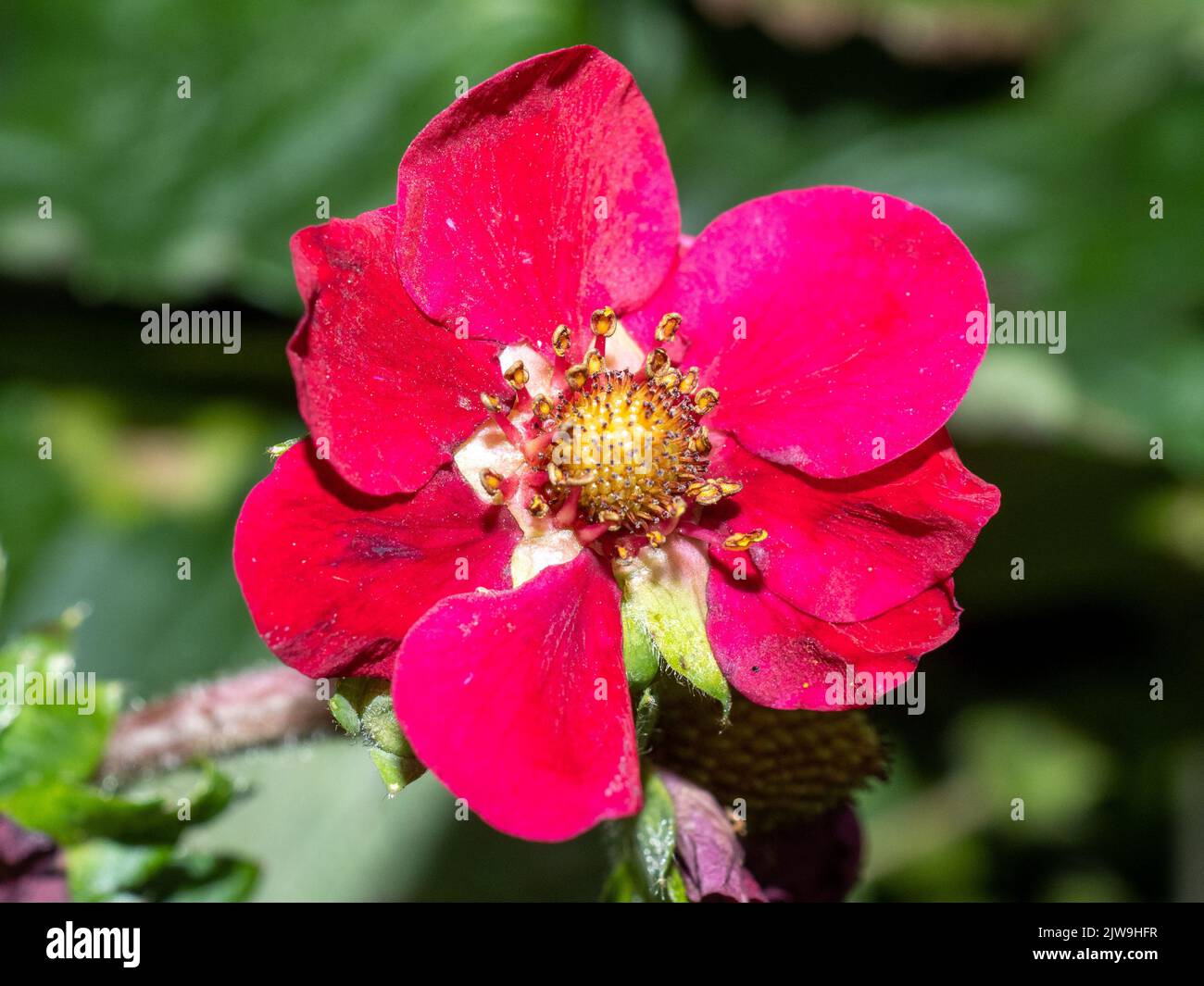Fragaria hybrid hi-res stock photography and images - Alamy
