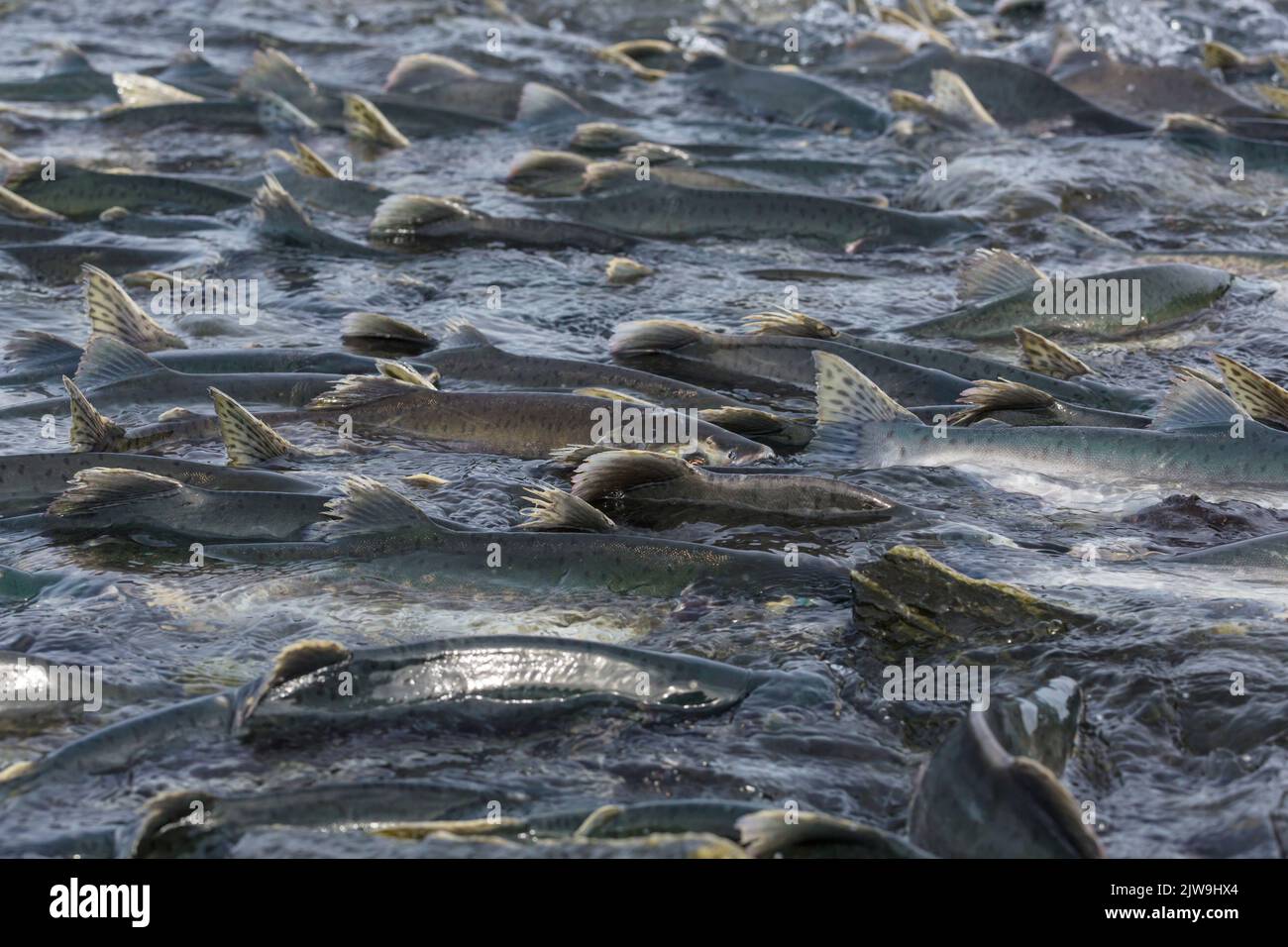 salmon spawning in Alaska river Stock Photo - Alamy