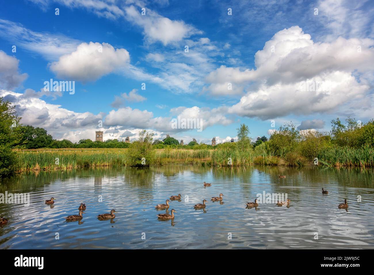 Wildlife pond in front of the High Royds housing estate, once an ...