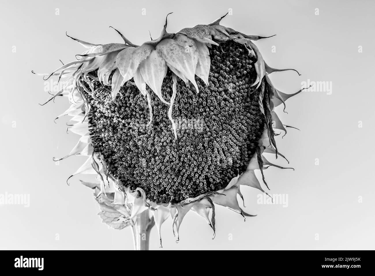 Close up view in black and white of a dry sunflower in late summer ...