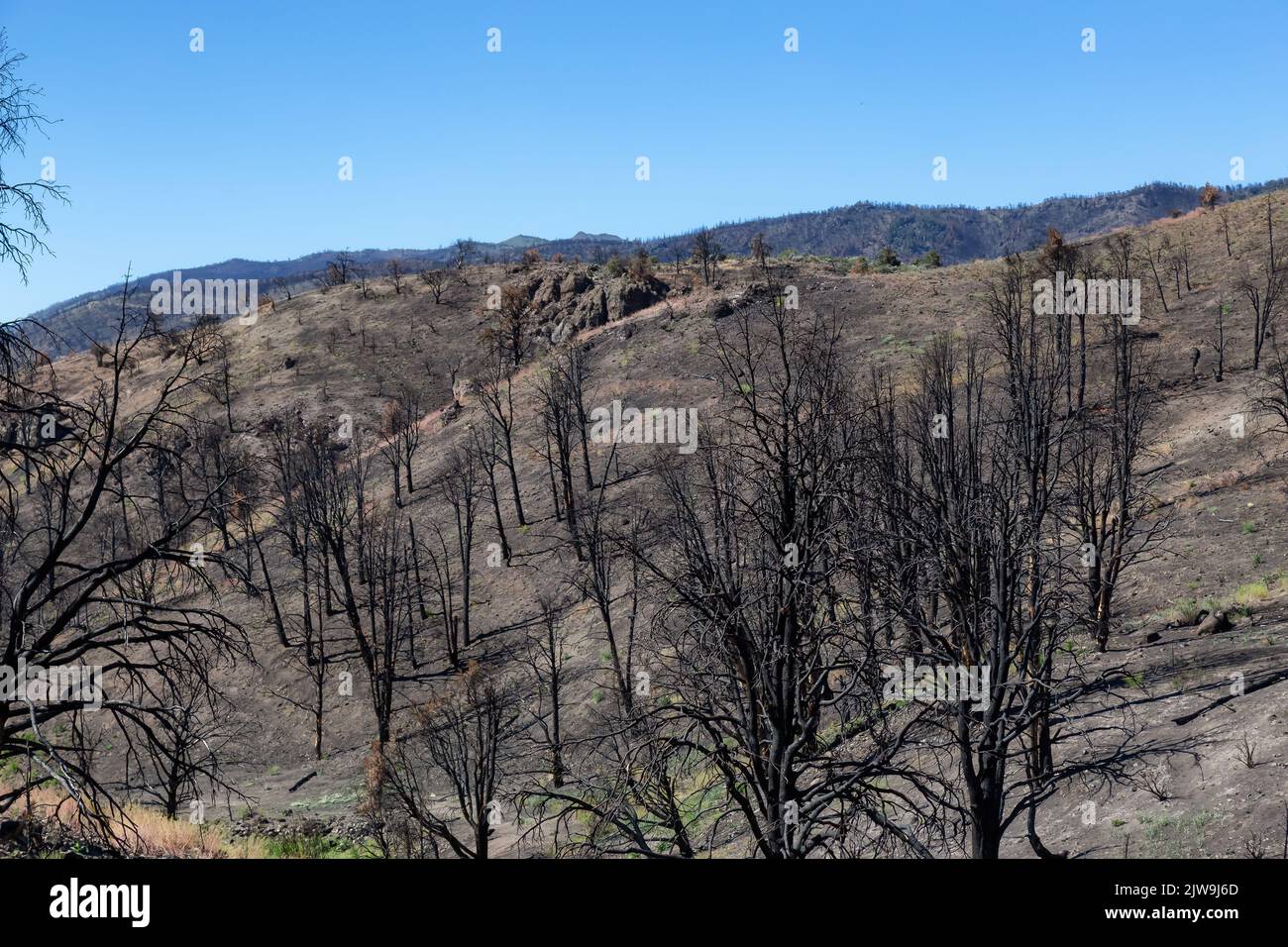 Burnt Trees on the side of a Mountain along the Road. Summer Season ...