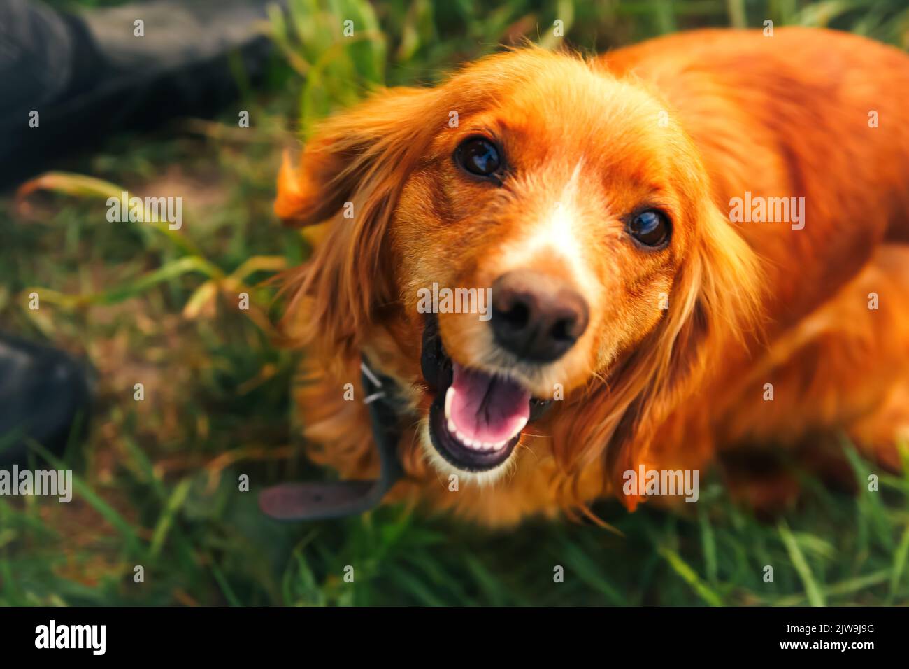 Red cocker spaniel hi-res stock photography and images - Alamy
