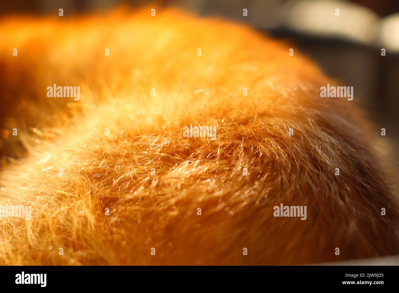 Defocus ginger cat's fur background. Close-up of ginger cat fur for ...
