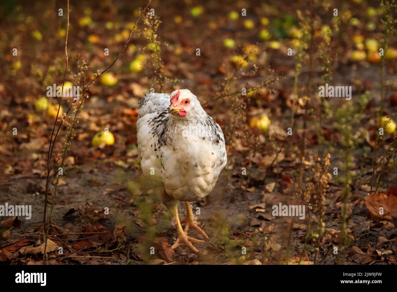 Defocus one little chicken on a brown blurred nature background. White ...