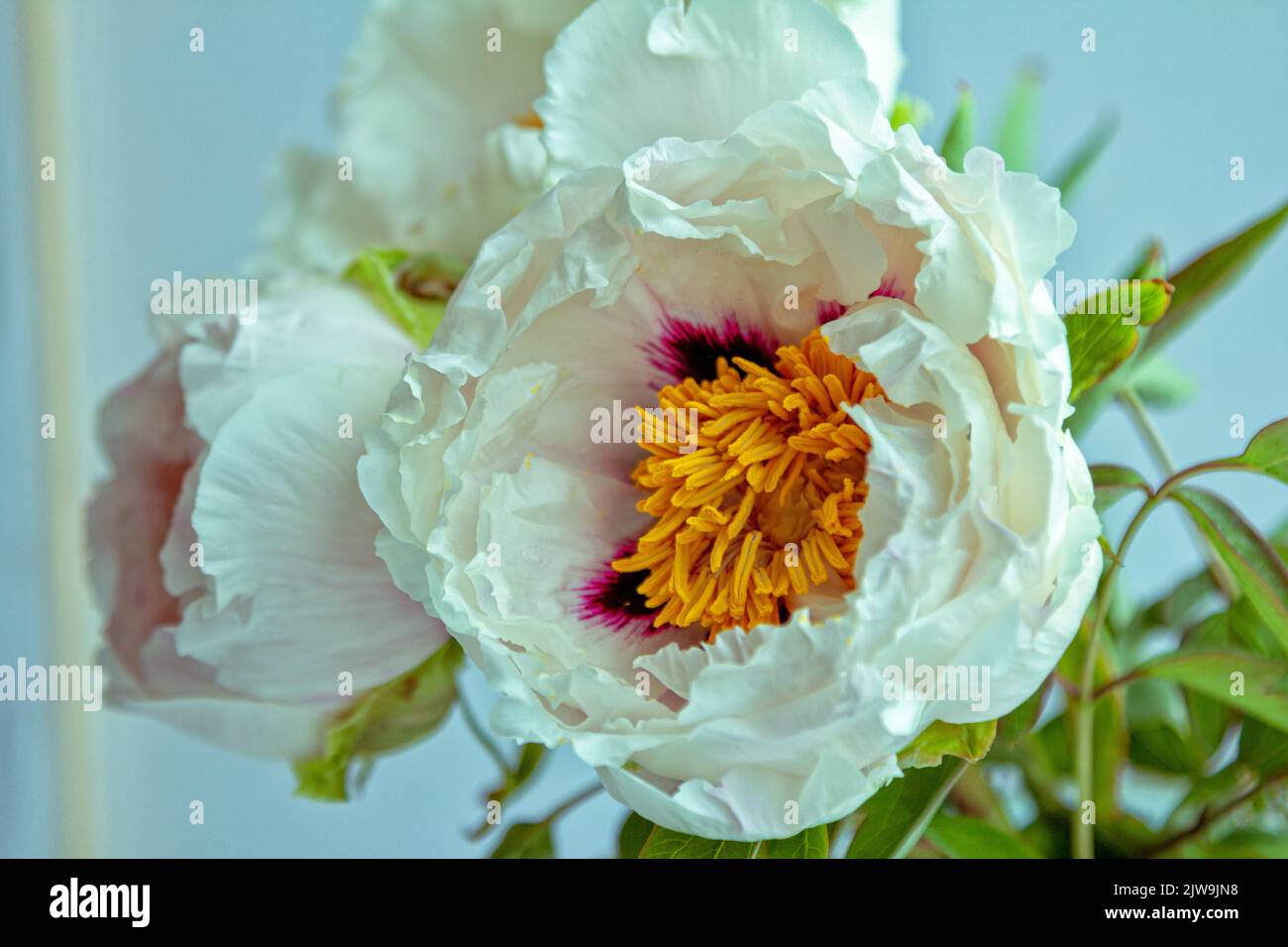 Beautiful white peony suffruticosa or tree peonies flowers bouquet with ...