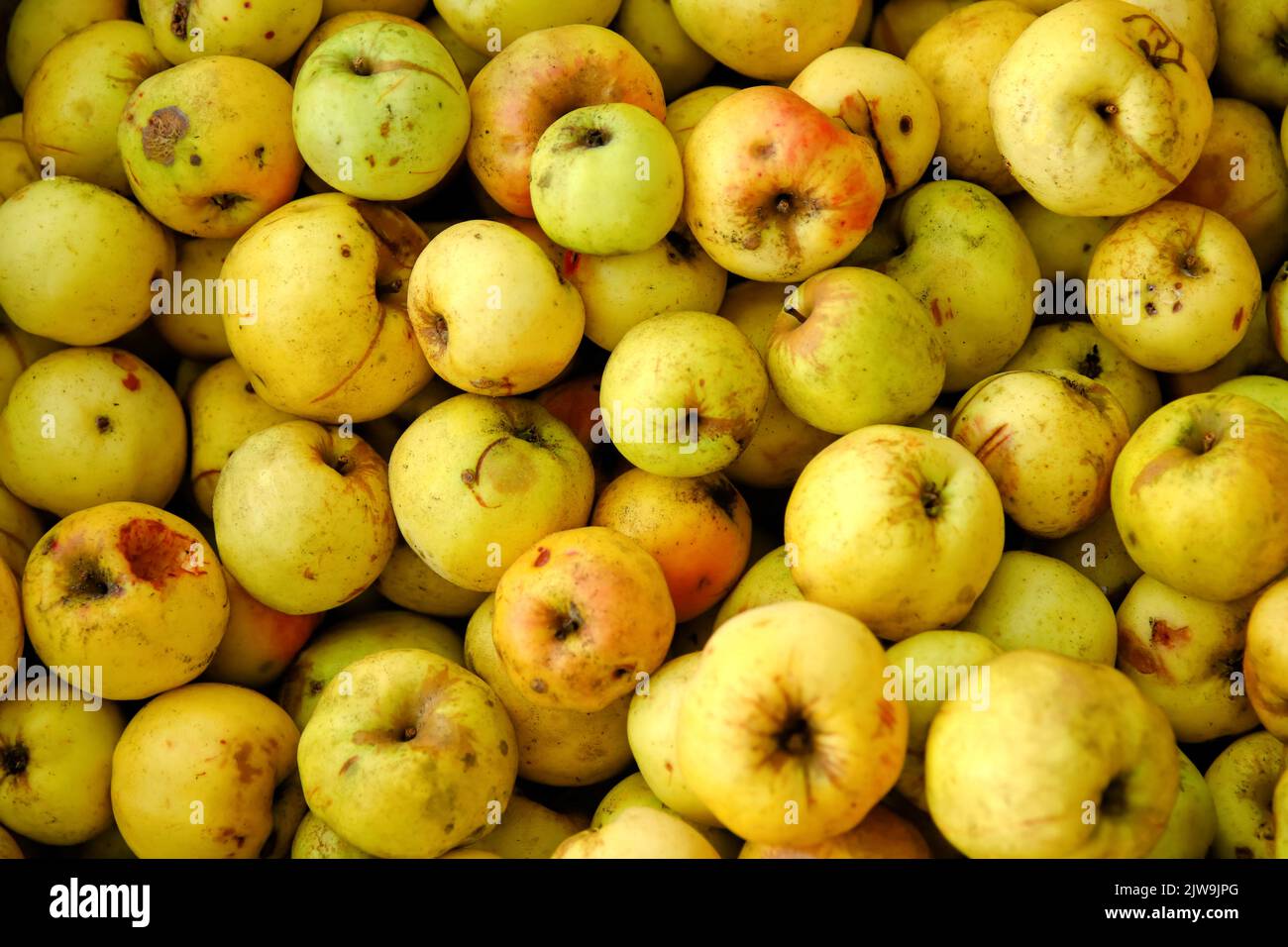 Defocus many yellow fruits background. Green apple texture, lots of ...