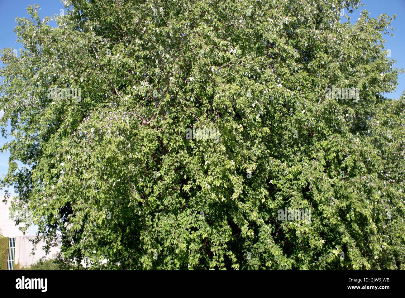 Norway maple tree hi-res stock photography and images - Alamy