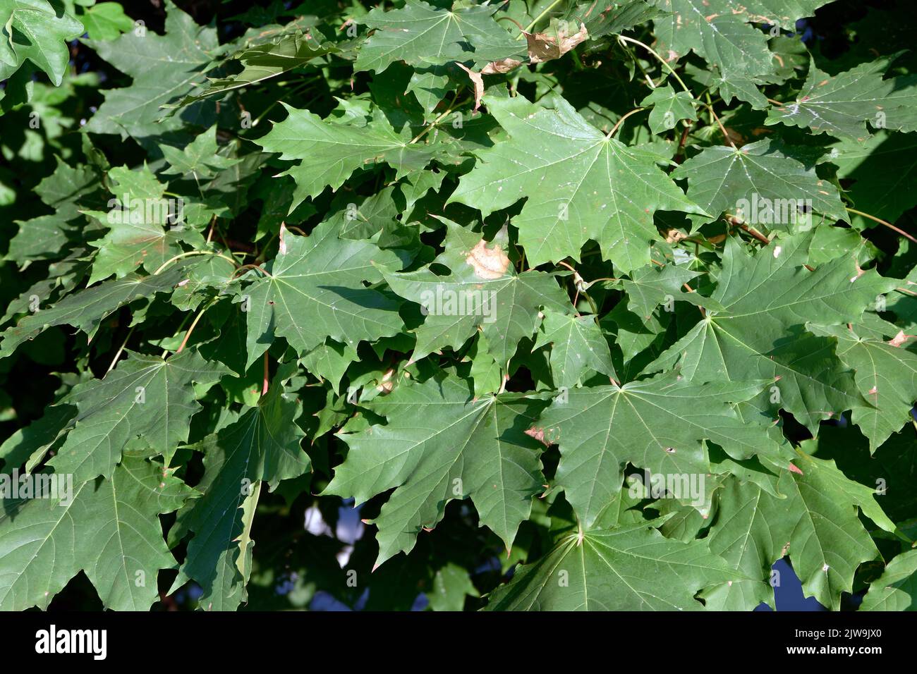 Closeup part tree leaves hi-res stock photography and images - Alamy