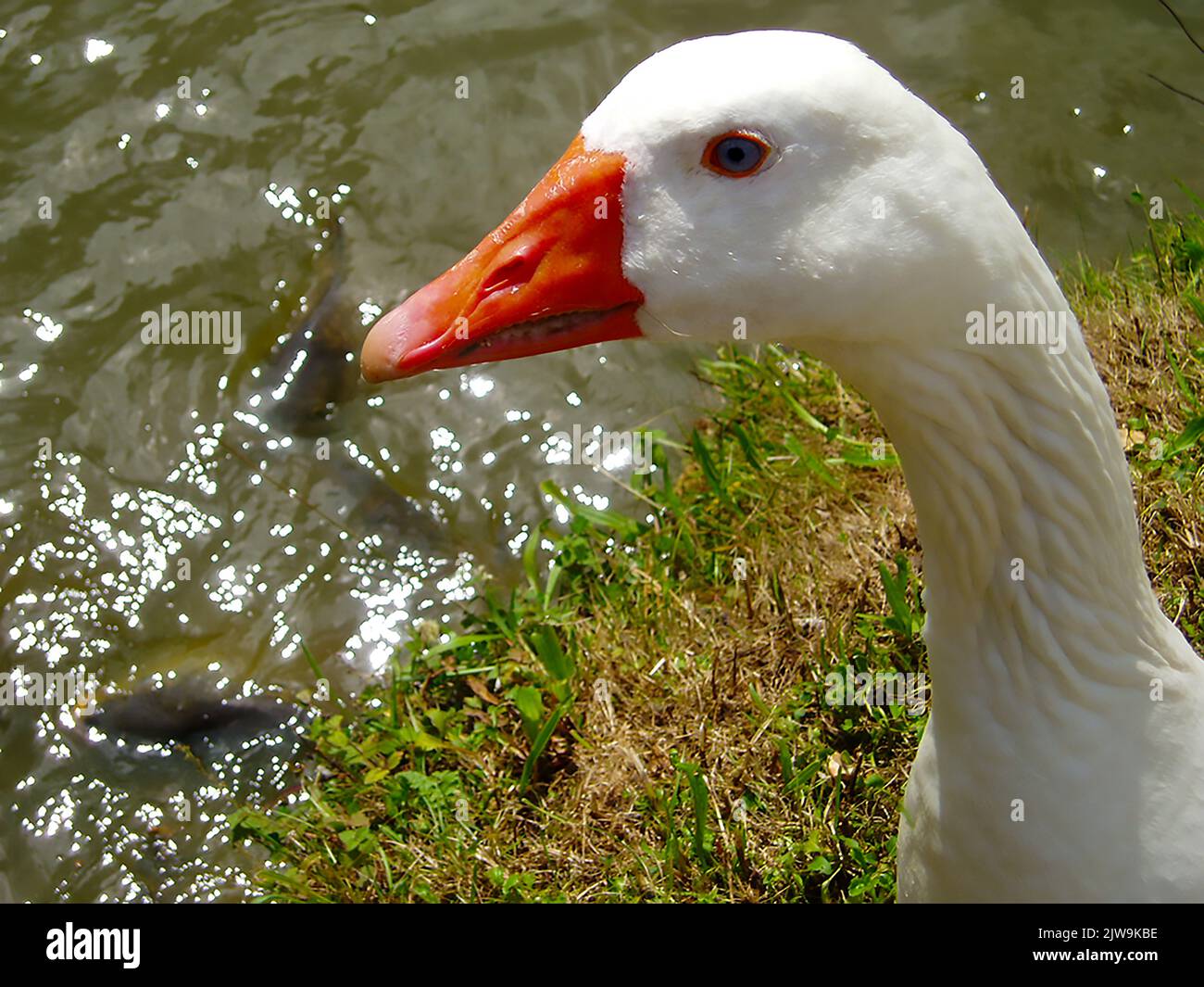 German ornithology hi-res stock photography and images - Alamy