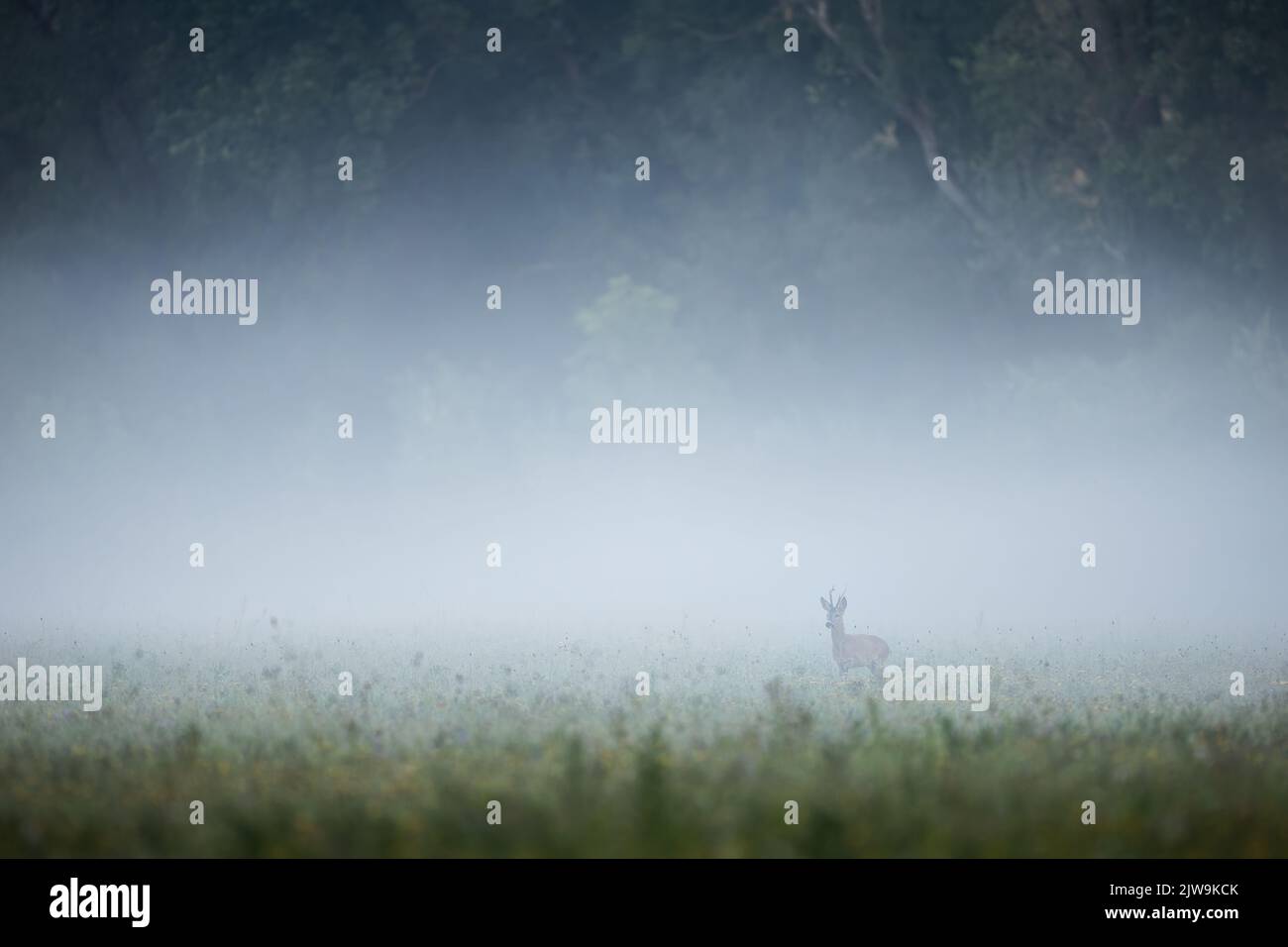 Cervid in morning mist hi-res stock photography and images - Alamy