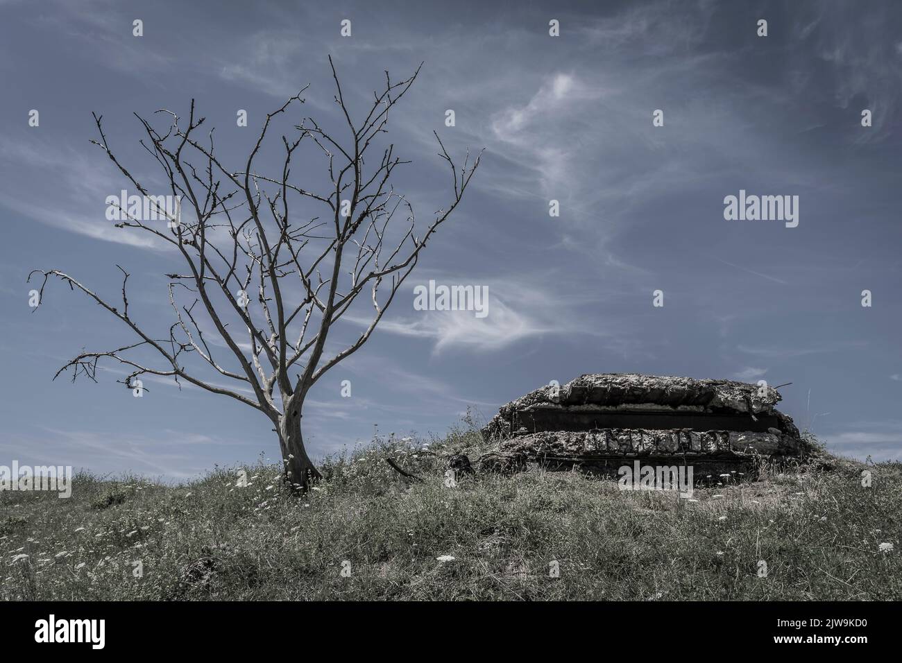 Death of huge tree hi-res stock photography and images - Alamy