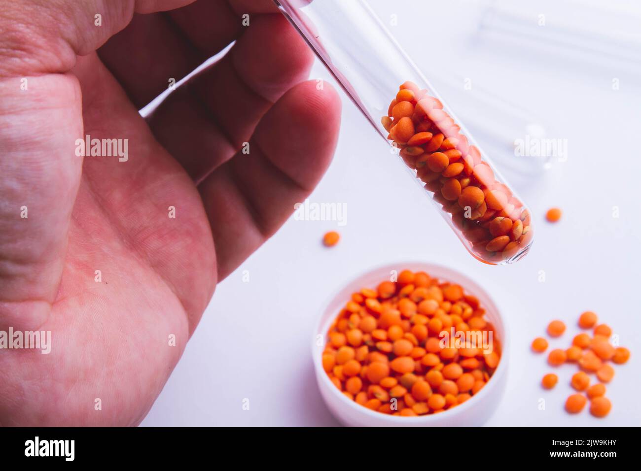 The scientist examines the seeds. Checking plants for diseases. Seed ...
