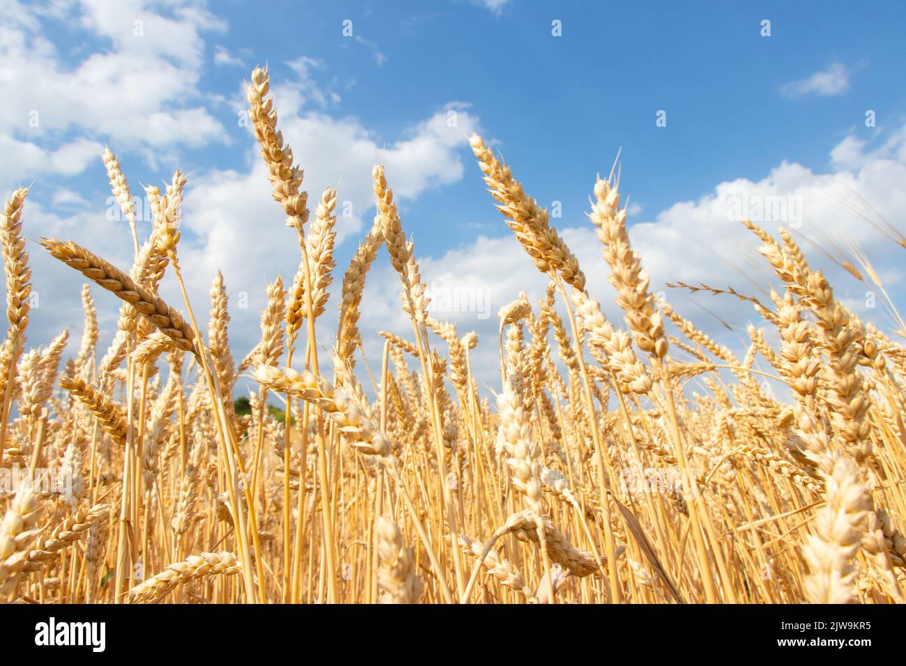 Concept of abundance hi-res stock photography and images - Alamy