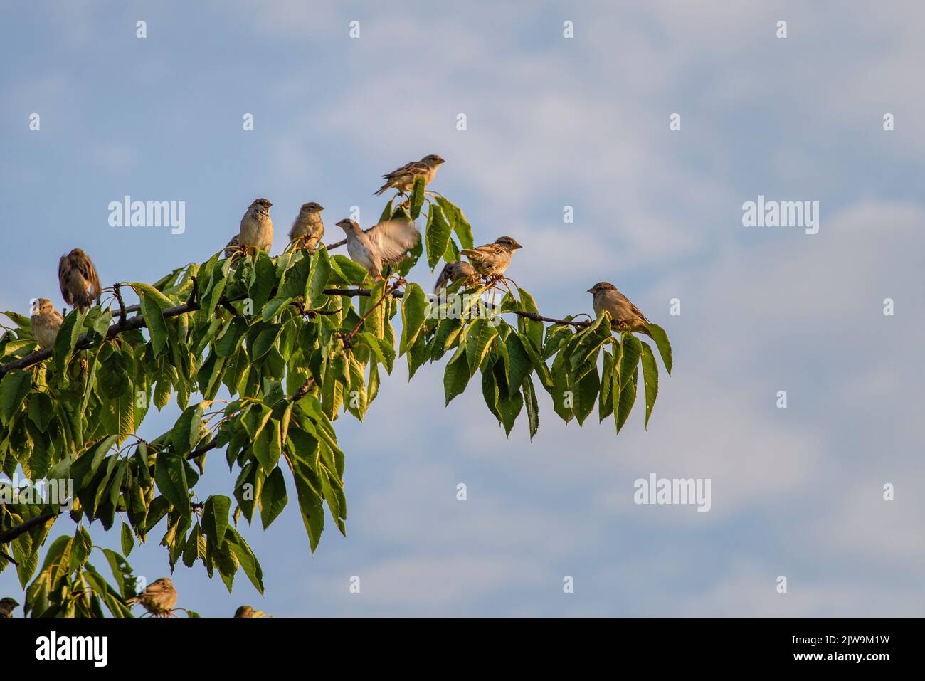 Passer montanus austria hi-res stock photography and images - Alamy