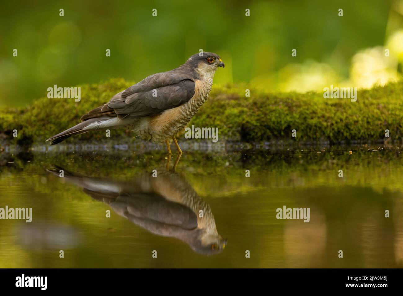 Eurasian sparrowhawk standing in water of a splash with reflection on ...