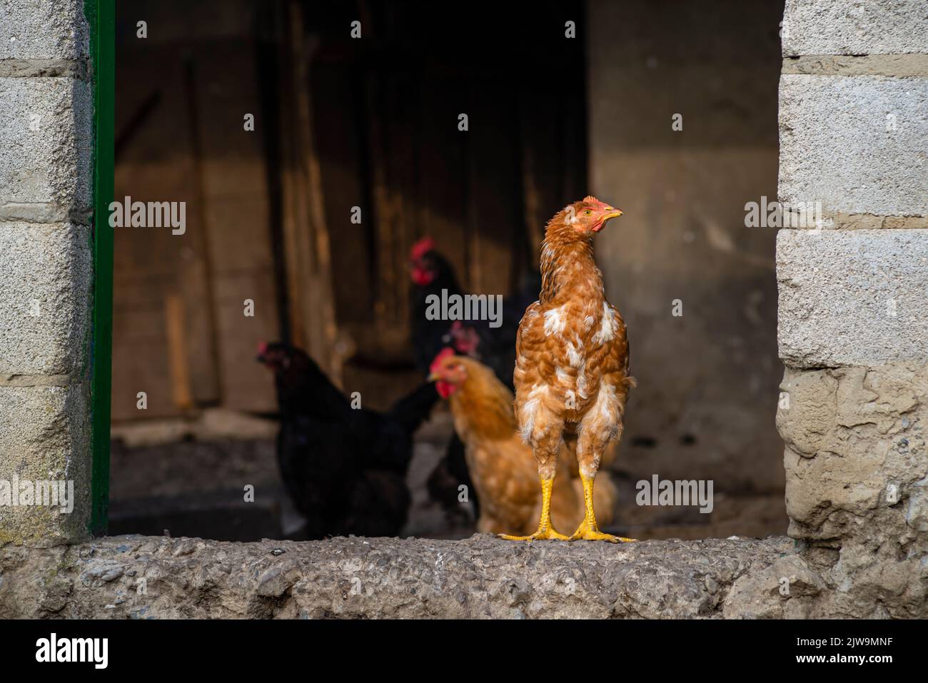 chicken sunset, flock, hens having lunch , Free-range chicken on an ...