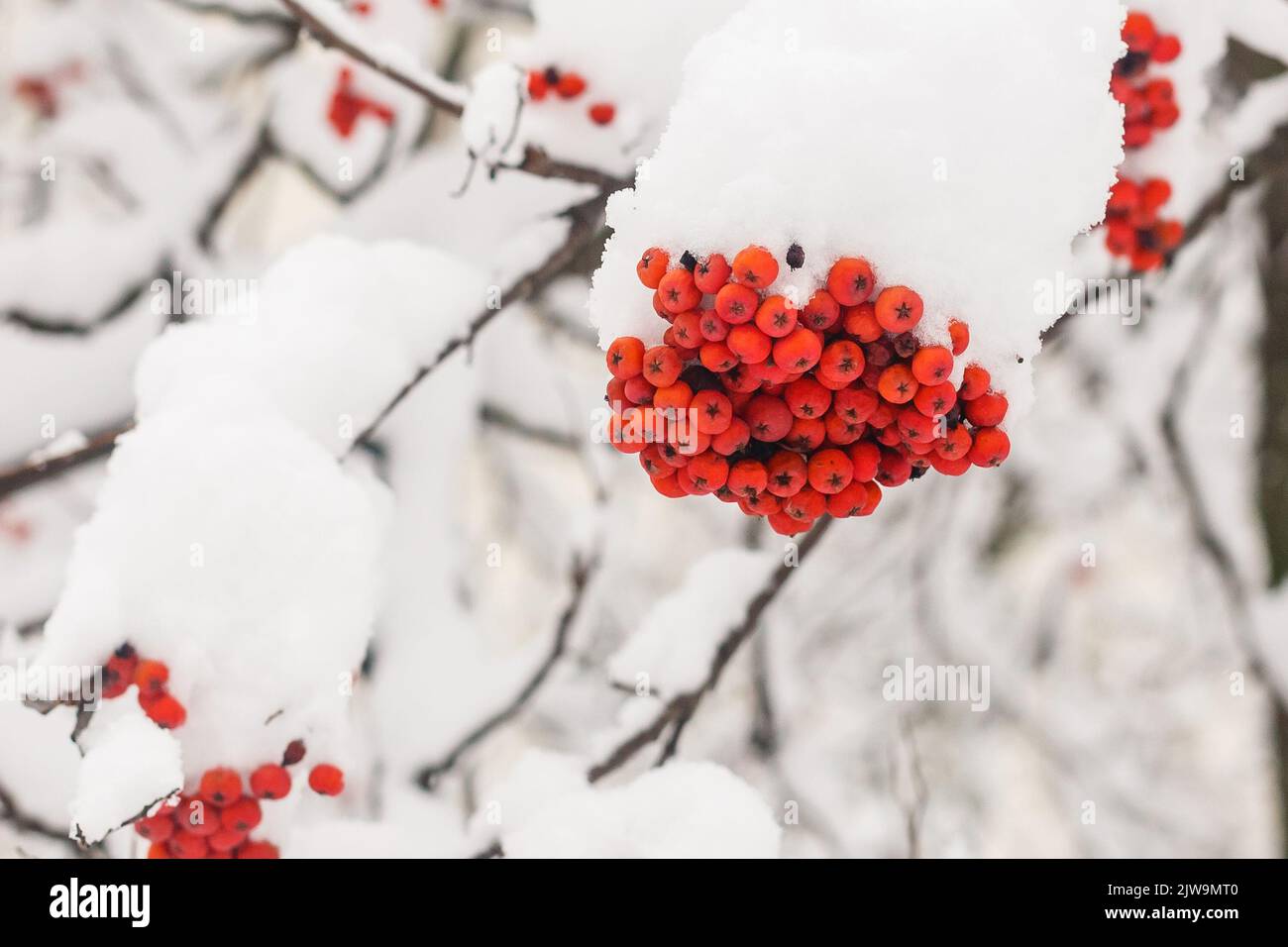 Branches of rowan and mountain-ash bushes with red berries covered with ...