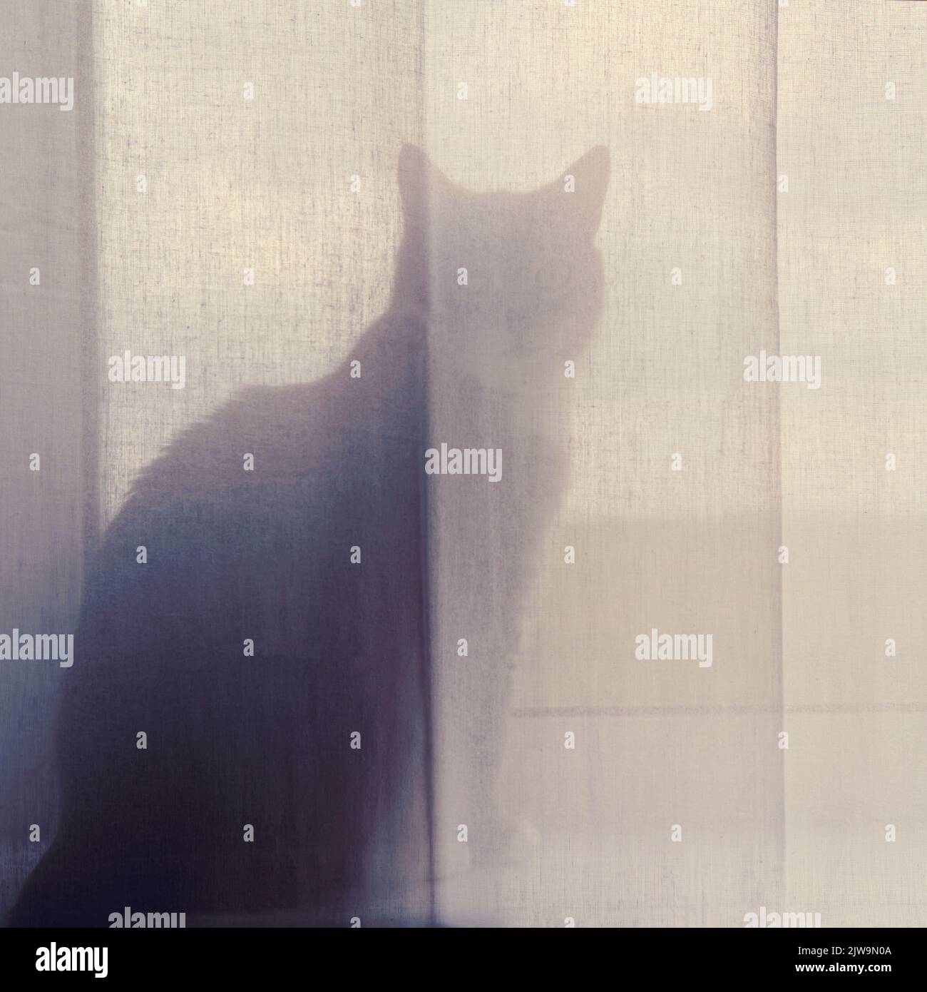 Silhouette of a cat at the window behind the curtain. Shadow pet on the ...