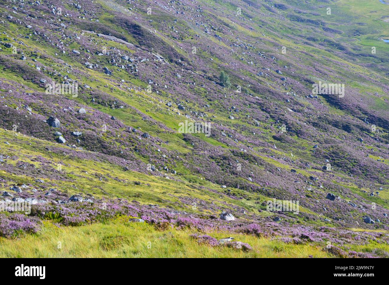 Upper Glen Callater, a Site of Special Scientific Interest within The ...