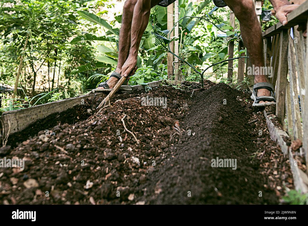 Man working very carefully with plants and vegetables in the garden ...