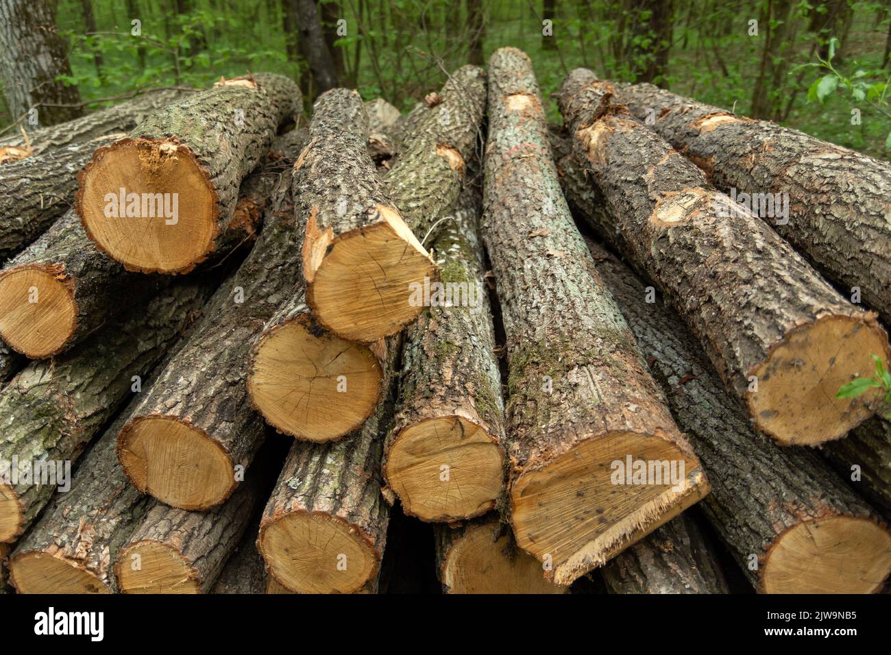 Trunks of felled trees lying on a pile Stock Photo - Alamy
