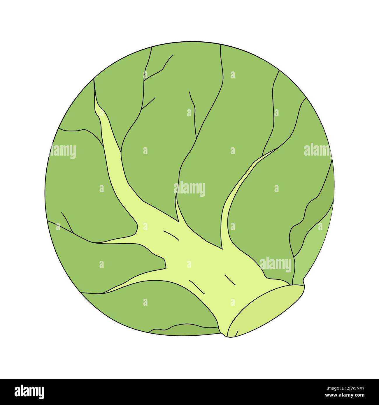 Cartoon brussels sprout. Colorful vegetable. Vector illustration of ...