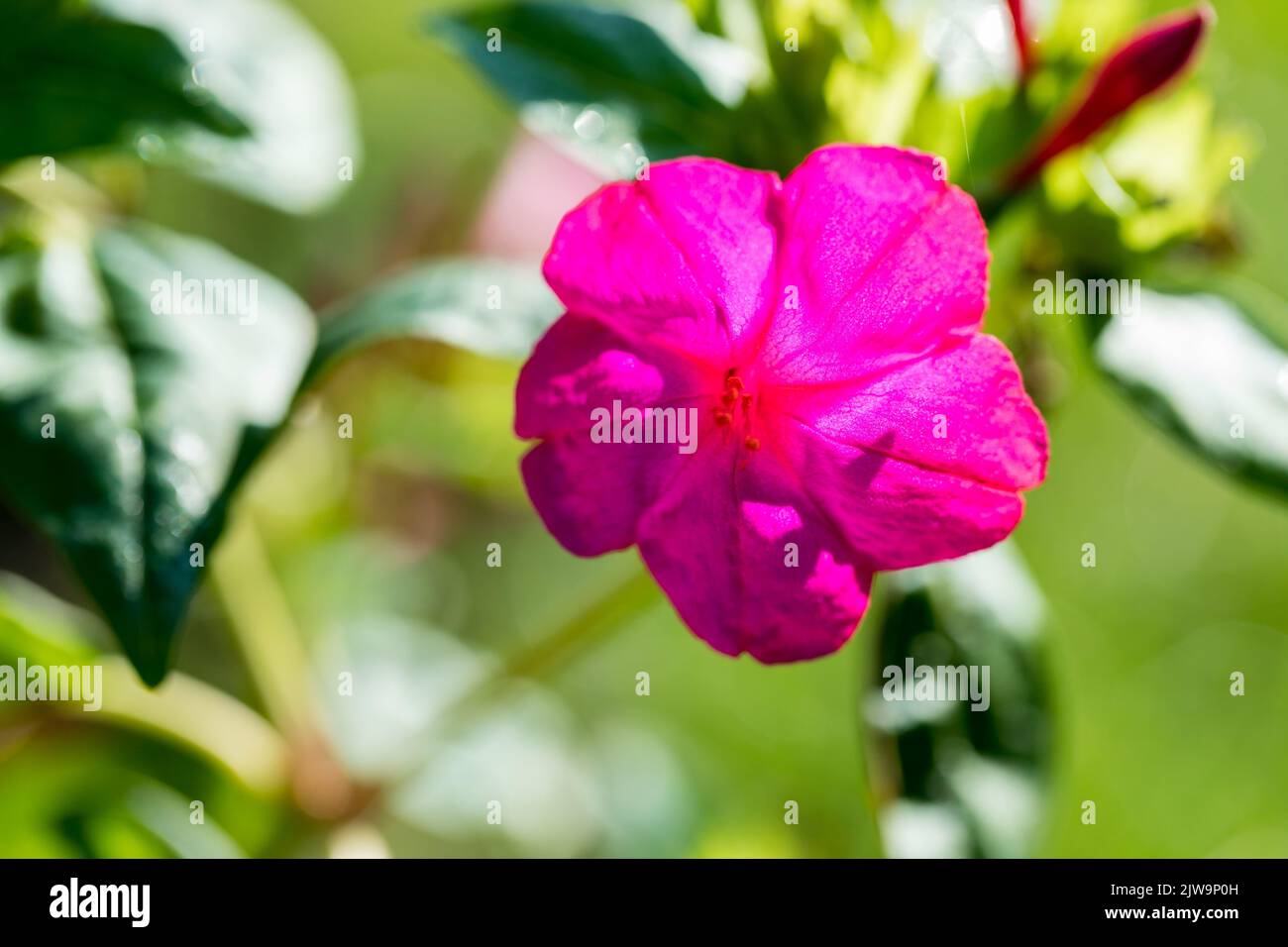 Flowering geraniums, ornamental flower grown on balconies, terraces ...