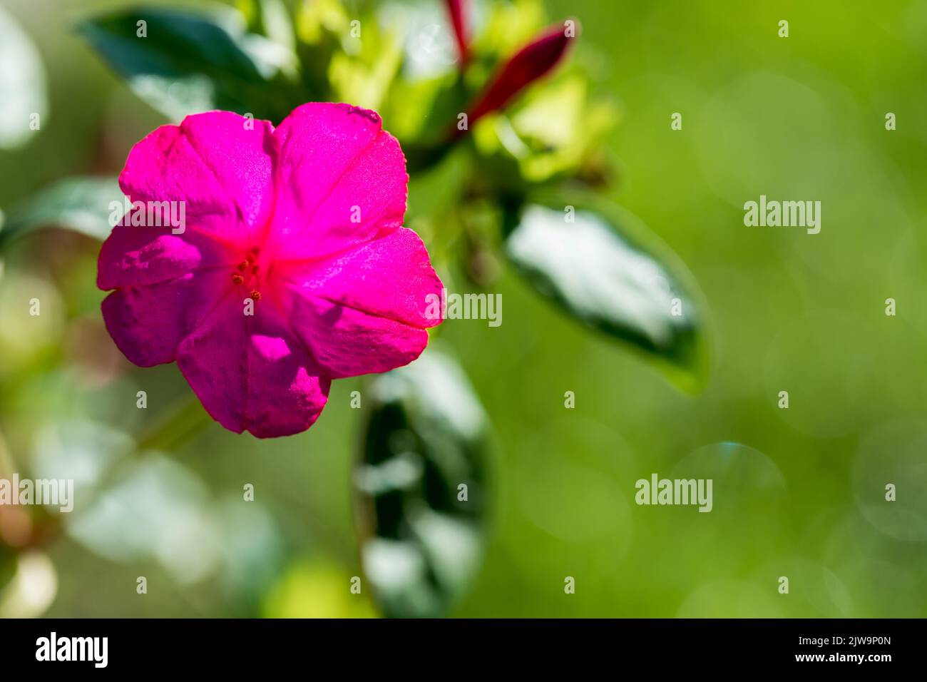 Flowering geraniums, ornamental flower grown on balconies, terraces ...