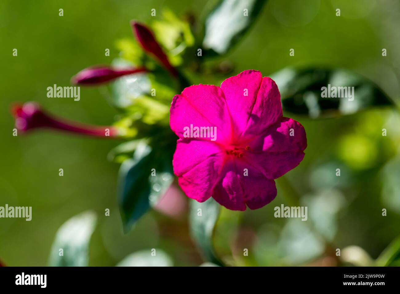 Flowering geraniums, ornamental flower grown on balconies, terraces ...