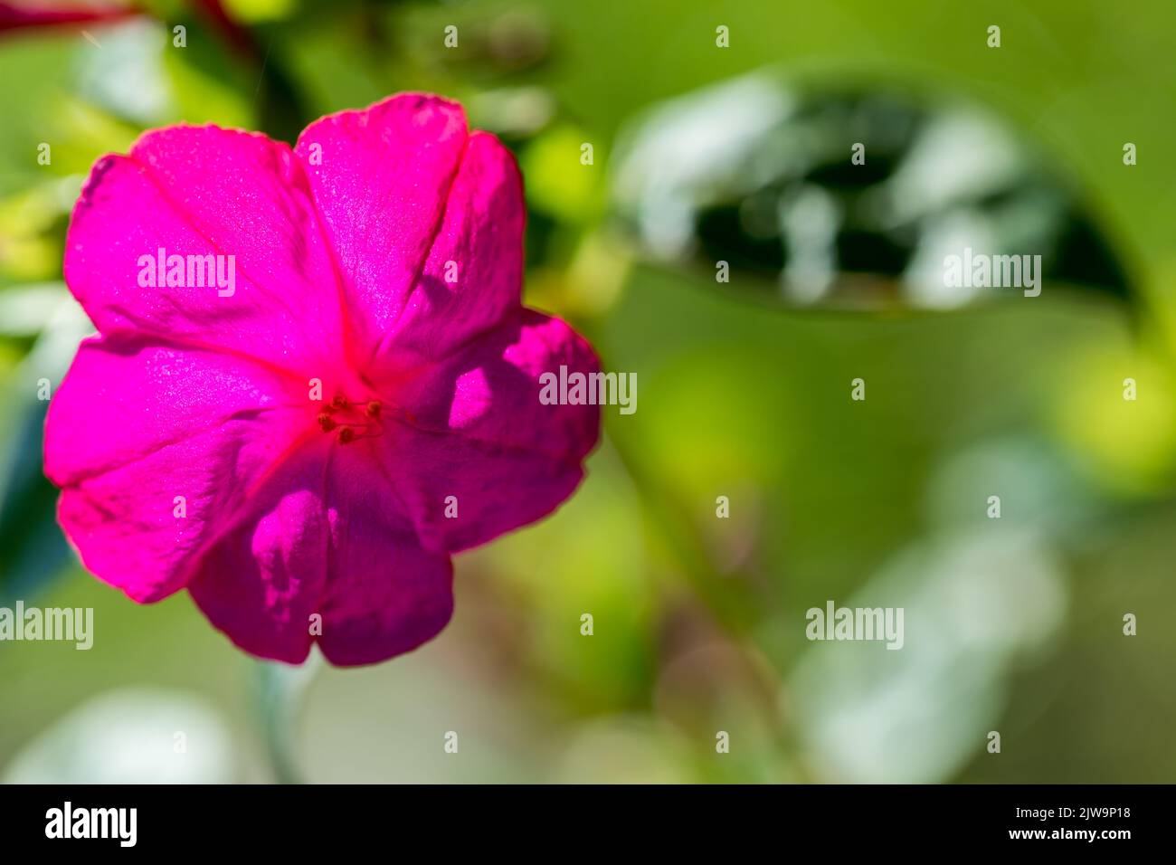 Flowering geraniums, ornamental flower grown on balconies, terraces ...