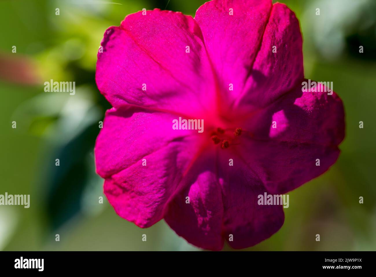 Flowering geraniums, ornamental flower grown on balconies, terraces ...