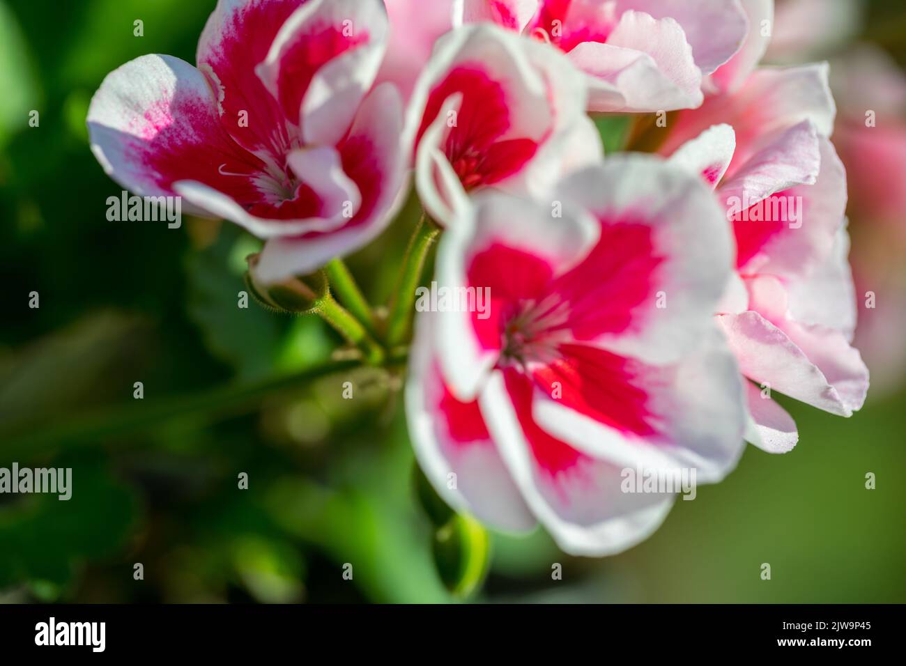 Flowering geraniums, ornamental flower grown on balconies, terraces Stock Photo - Alamy
