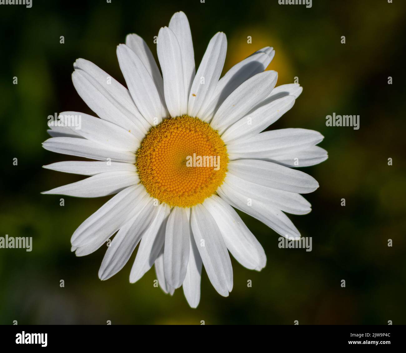 Photograph of a daisy hi-res stock photography and images - Alamy