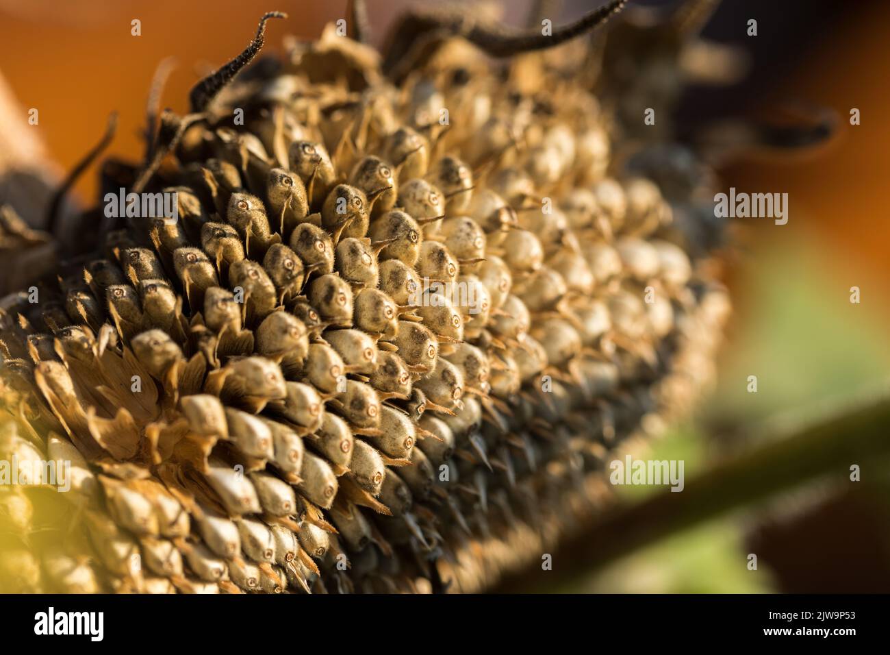 After the growing season sunflower seeds die Stock Photo - Alamy