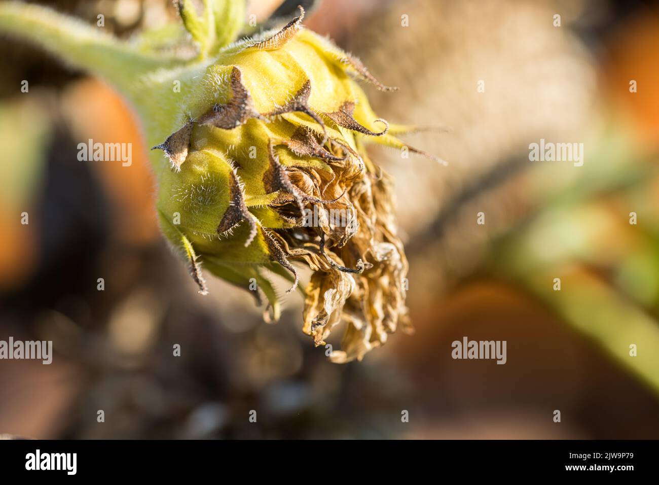 After the growing season sunflower seeds die Stock Photo - Alamy