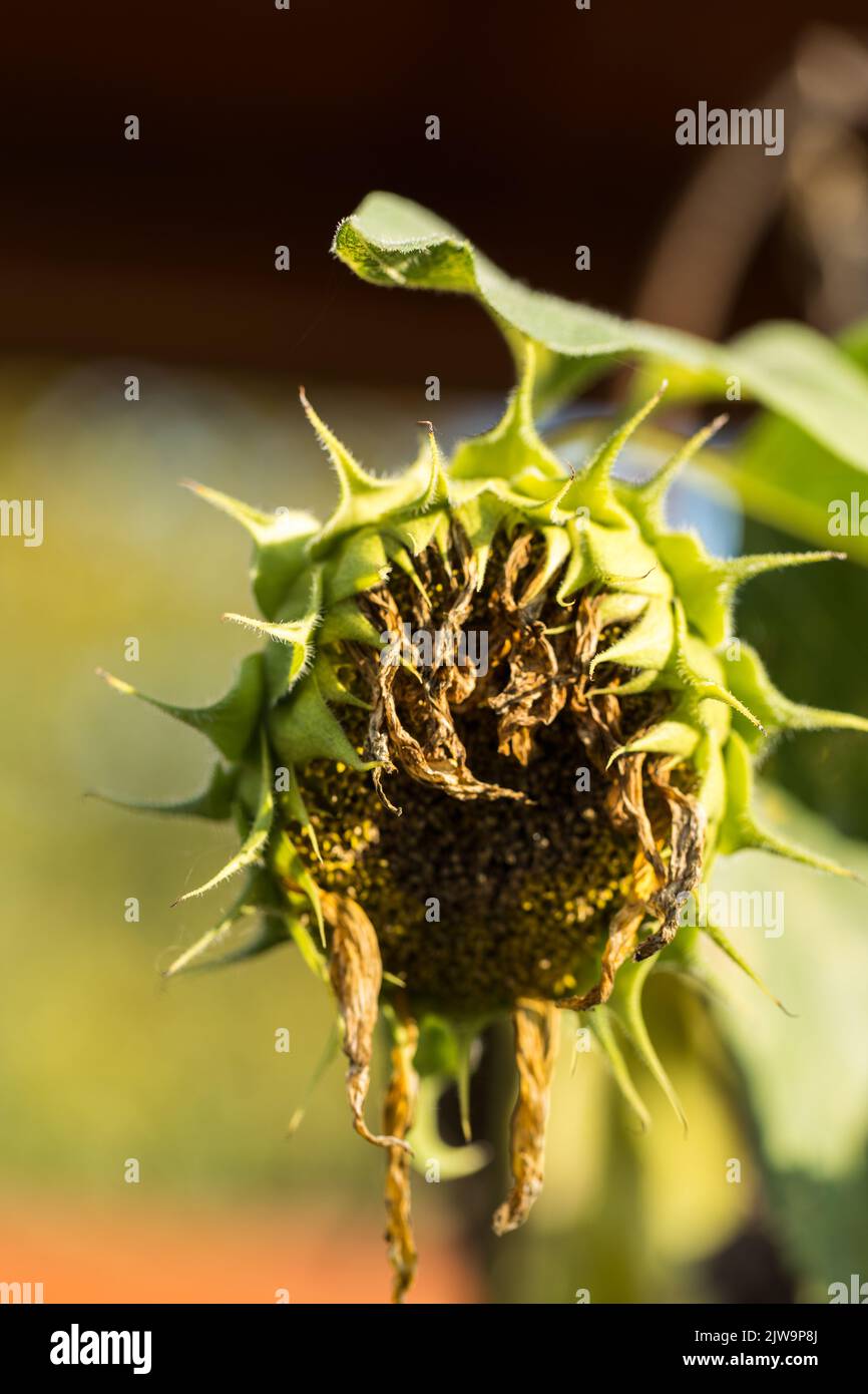 After growing season sunflower hi-res stock photography and images - Alamy