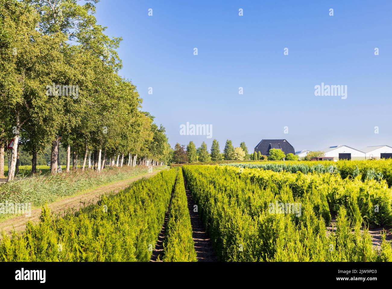 Landscape tree nursery in Niebert municipality Westerkwartier in ...