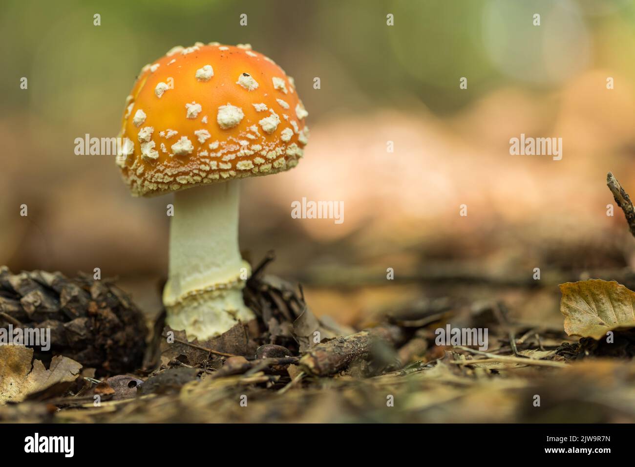 Poisonous, inedible mushrooms in the autumn forest Stock Photo - Alamy