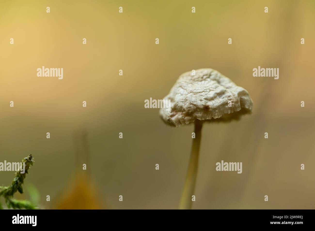 Poisonous, inedible mushrooms in the autumn forest Stock Photo - Alamy