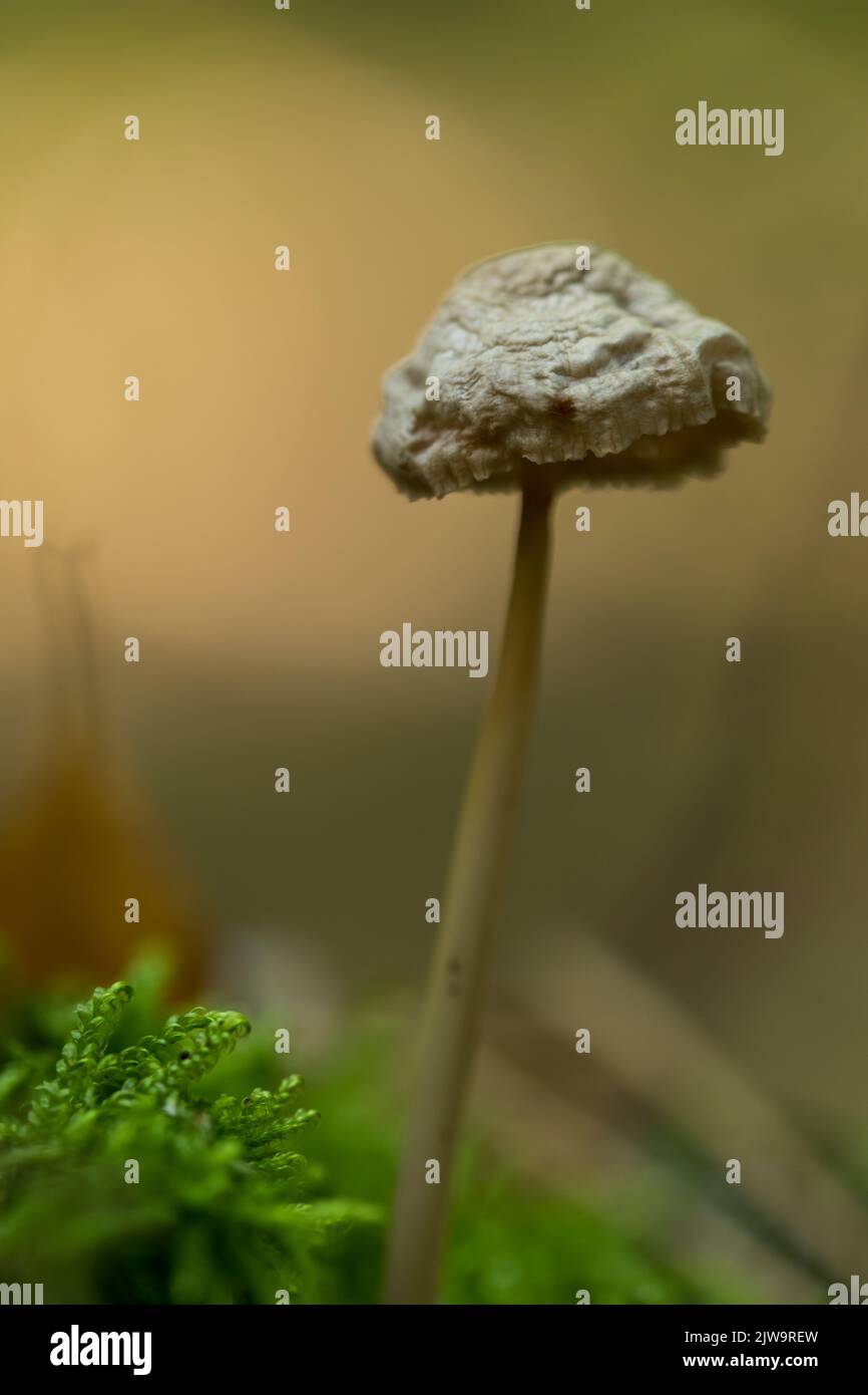 Poisonous, inedible mushrooms in the autumn forest Stock Photo - Alamy