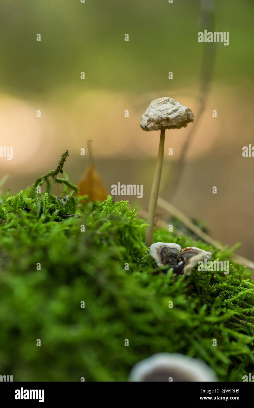 Poisonous, inedible mushrooms in the autumn forest Stock Photo - Alamy