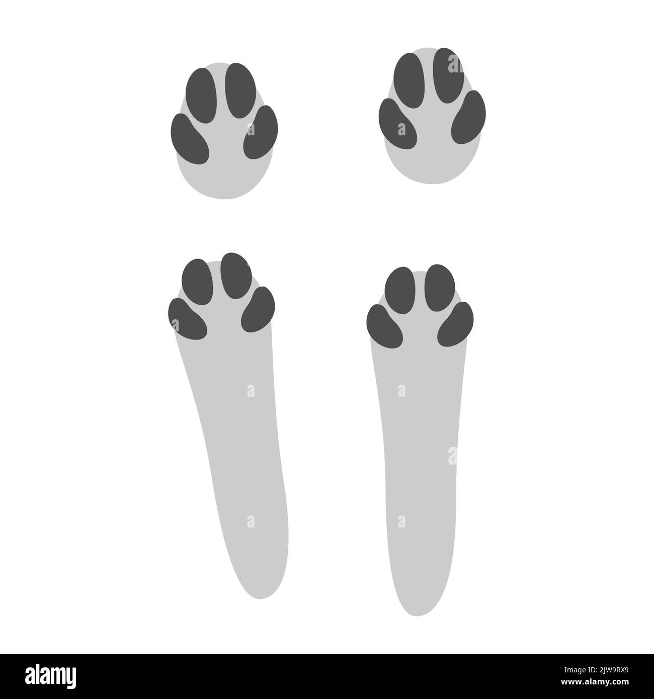 Hare footprints concept. Cute rabbit footprints. Isolated illustration ...